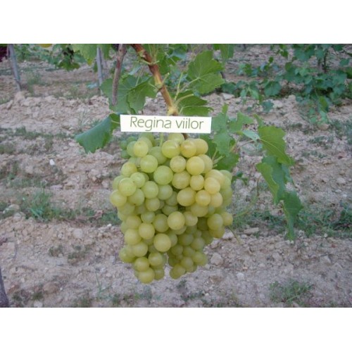 Regina viilor - Danvert